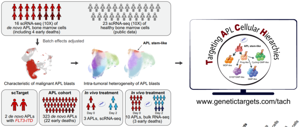 Nat Commun | 上海交通大学陈竺院士团队揭示APL患者细胞组成及其对体内全反式维甲酸反应_腾讯新闻