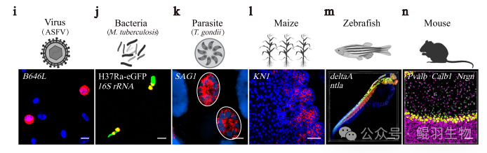 mRNA 、lncRNA、miRNA等各种类型基因检测,一个π—FISH技术就够了！_腾讯新闻