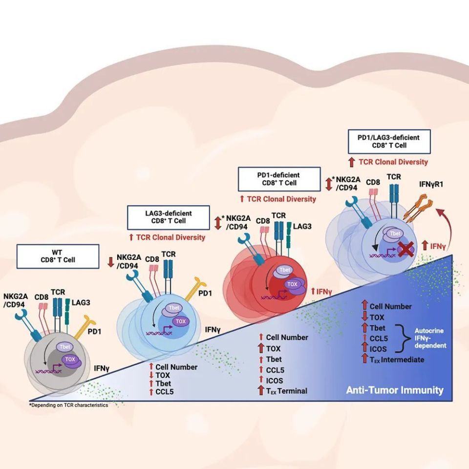 Cell三篇齐发：揭开LAG-3与PD-1协同驱动T细胞耗竭机制，同时靶向可改善癌症治疗效果_腾讯新闻