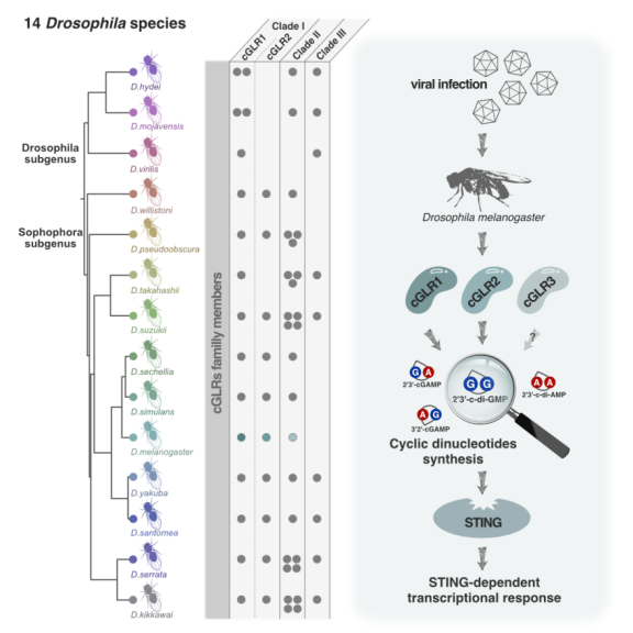 【前沿&进展】Immunity | Jean-Luc Imler/蔡华团队发现调控果蝇抗病毒免疫的新的环状二核苷酸_腾讯新闻