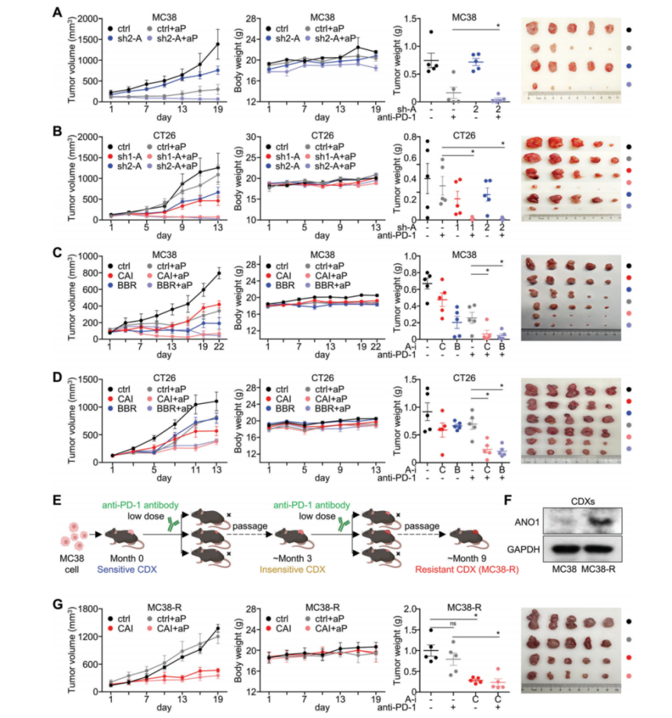 【深度解读】多组学+免疫荧光技术！揭秘ANO1在胃肠道肿瘤中的双重角色_腾讯新闻