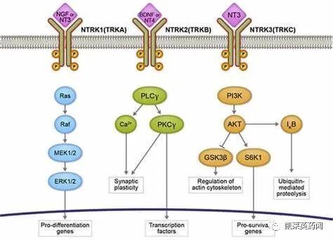 首个Trk PROTAC！睿跃生物的CG001419启动I/II 期试验人体给药_腾讯新闻