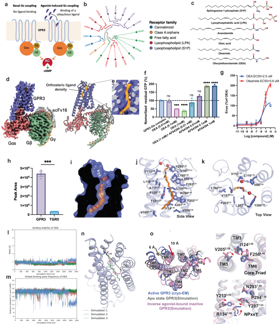 Cell Research 新突破 | 揭示孤儿受体GPR3与内源性激动剂的结构和功能特征_腾讯新闻
