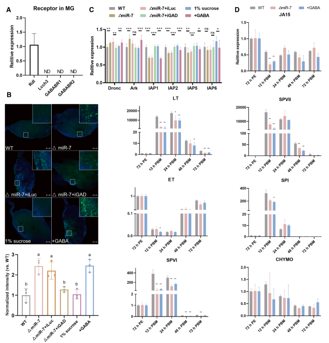 Cell Rep：东南大学揭示miR-7-GABA轴调控埃及伊蚊繁殖全程 | Cell Press论文速递_腾讯新闻