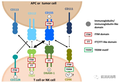 BMS超15亿美元引入的靶向TIGIT/CD96双抗，即将公布临床前数据！_腾讯新闻