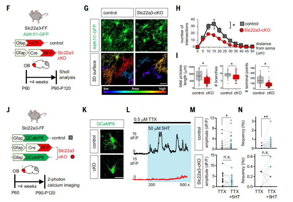 Science：科学家揭示星形胶质细胞表观遗传机制调控嗅球感知气味过程_腾讯新闻