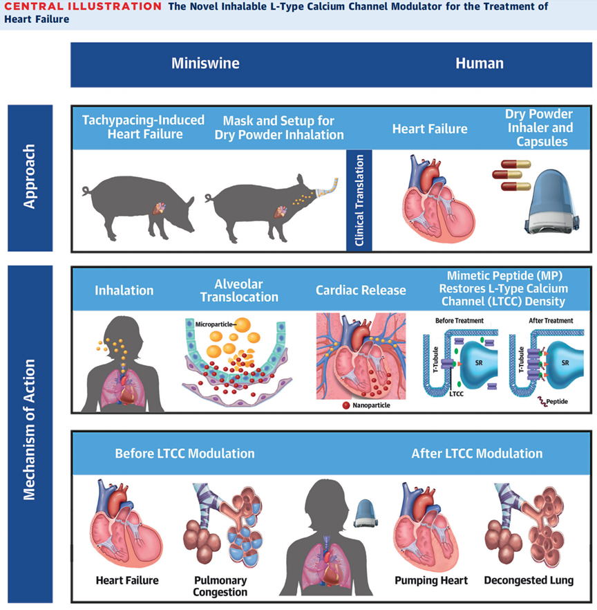 JACC：重大突破！全球首个可吸入式心脏修复药物诞生丨科学大发现_腾讯新闻