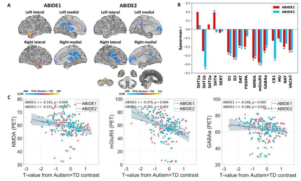Nat Commun：氯胺酮“复现”自闭症脑？科学家揭示NMDA受体功能低下导致的神经递质紊乱机制_腾讯新闻