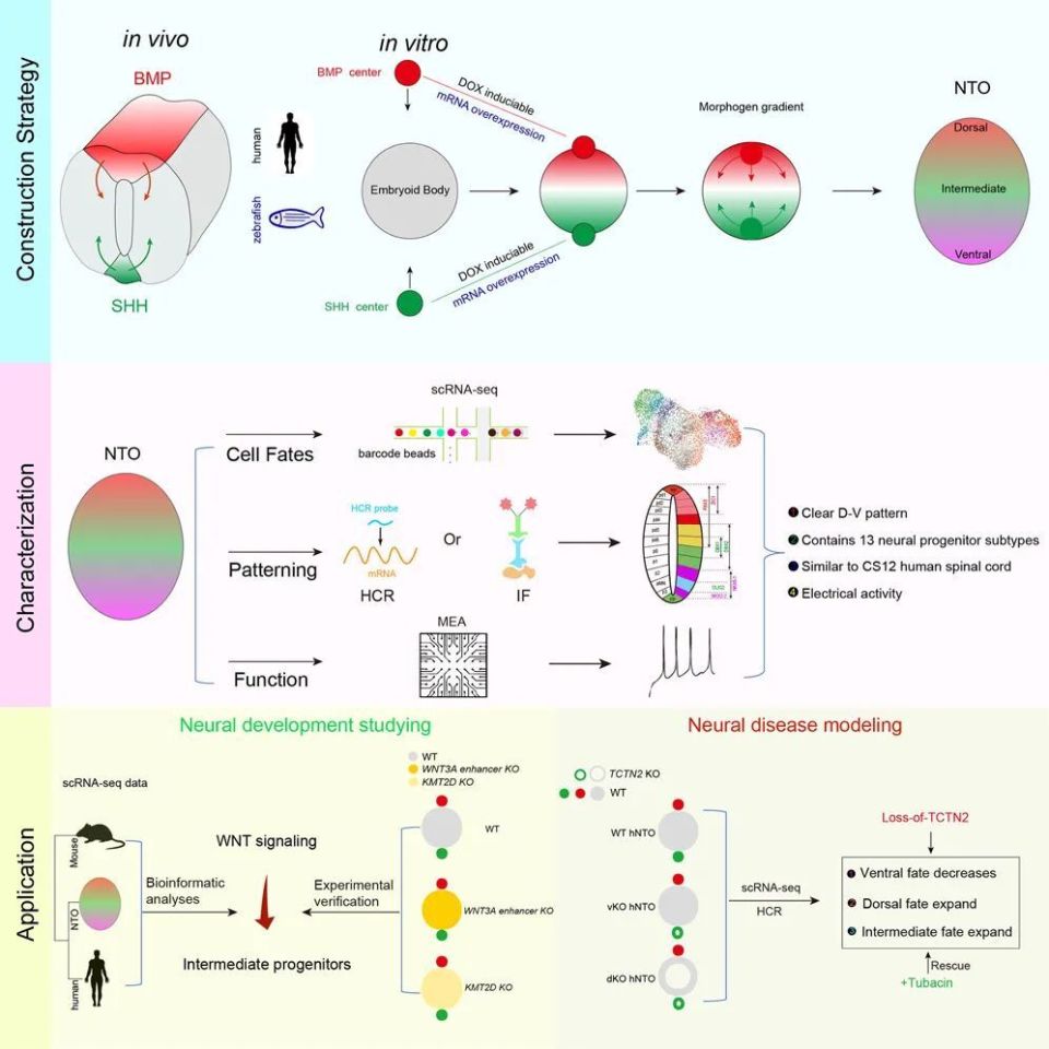徐鹏飞/纪俊峰Cell Stem Cell：构建高度模拟斑马鱼和人类胚胎神经管背腹图式的类器官 | Cell Press论文速递_腾讯新闻