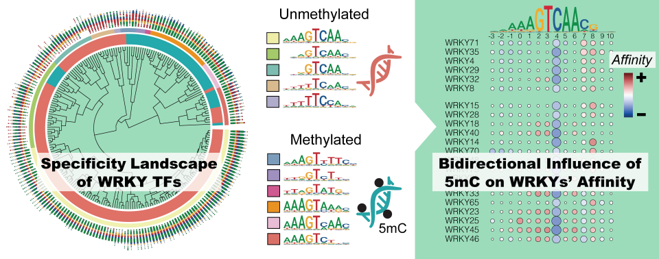 NAR | 非CG甲基化可促进TF结合！福农朱方捷/上交九院黄晶解析WRKY顺式元件组_腾讯新闻