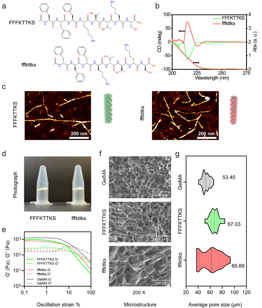 国科大温研院周云龙团队《AFM》：仿生自组装神经肽水凝胶超分子手性-神经系统修复与免疫效应_腾讯新闻