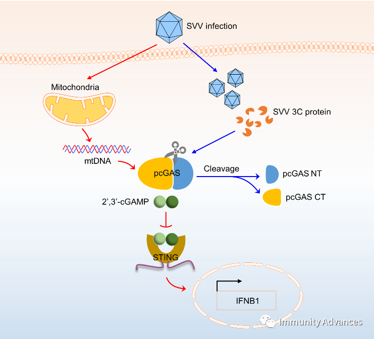 PLOS PATHOG | 中国农业大学动物医学院李鑫教授课题组揭示小RNA病毒拮抗天然免疫系统识别的新机制_腾讯新闻