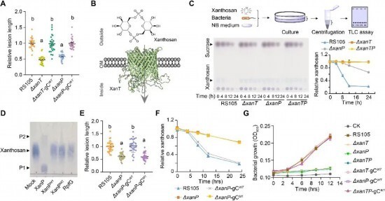 孙文献／王善之／Sheng Yang He团队合作揭示植物病原细菌获取营养新机制_腾讯新闻