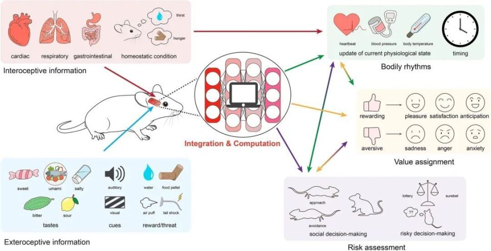 Neurosci Bull︱脑智卓越创新中心肖雄研究员︱岛叶皮层：连接感觉、情绪和认知的界面_腾讯新闻