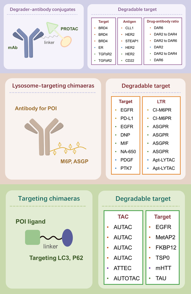 Science Bulletin | 靶向不可成药蛋白——蛋白降解剂的力量_腾讯新闻