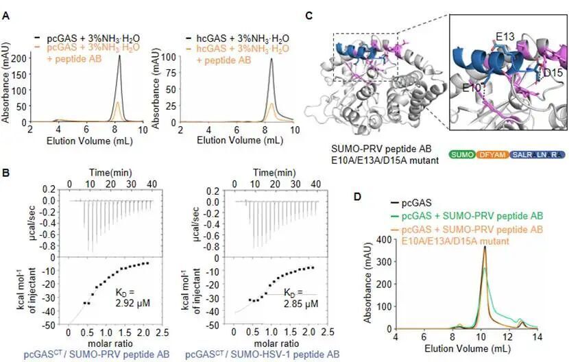 PLoS Pathogens | 中国农大李鑫课题组揭示α疱疹病毒US1同源蛋白通过结构重叠多肽抑制cGAS激活的新机制_腾讯新闻