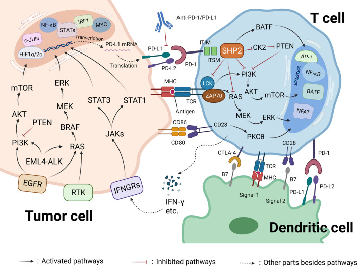 AbMole综述--肿瘤免疫逃逸的关键分子PD-1/PD-L1的抑制剂、单抗_腾讯新闻