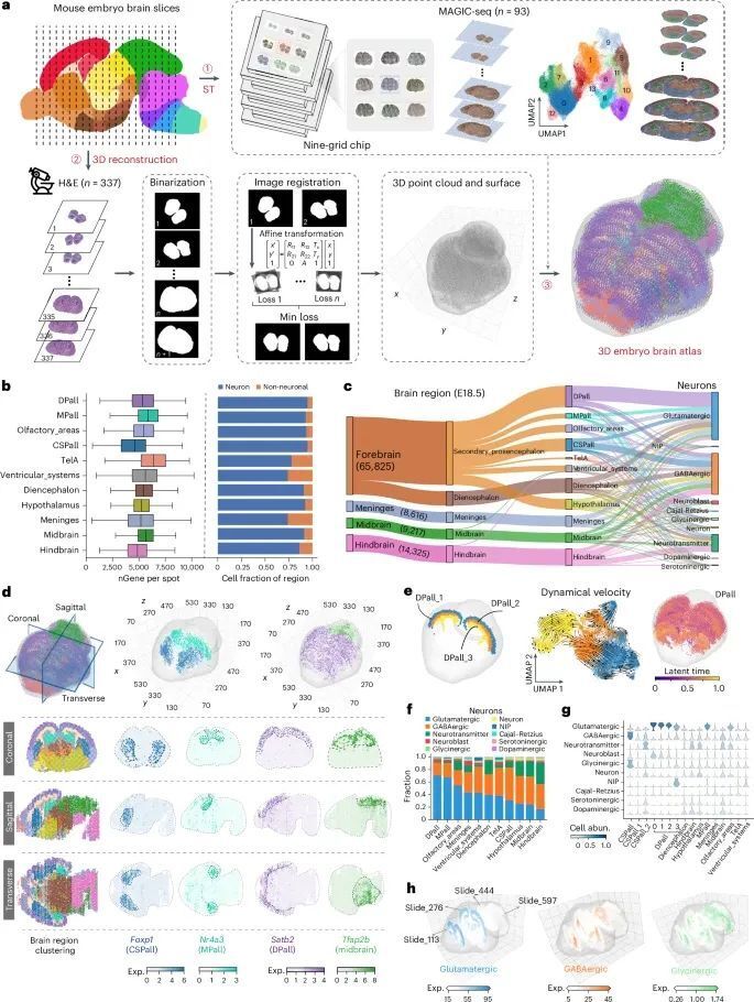 Nature Genetics | 高通量空间转录组技术推动器官发生研究：MAGIC-seq为临床多组学研究提供新工具_腾讯新闻