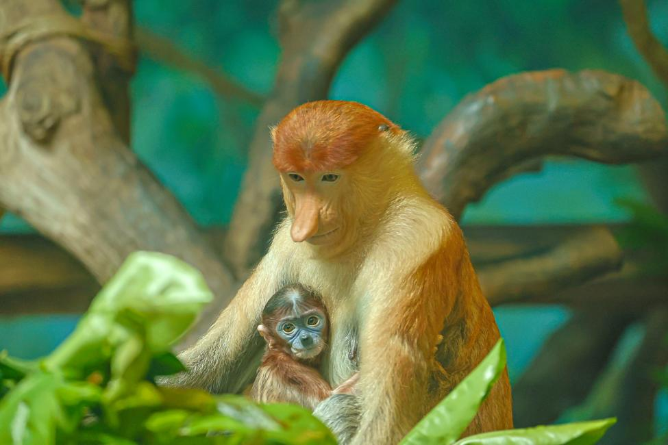 Meet the “Pinocchio” of the animal kingdom，the proboscis monkey in ...