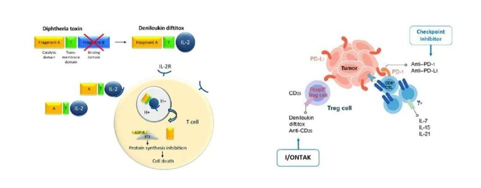 速递 | FDA接受IL-2受体靶向疗法上市申请！_腾讯新闻