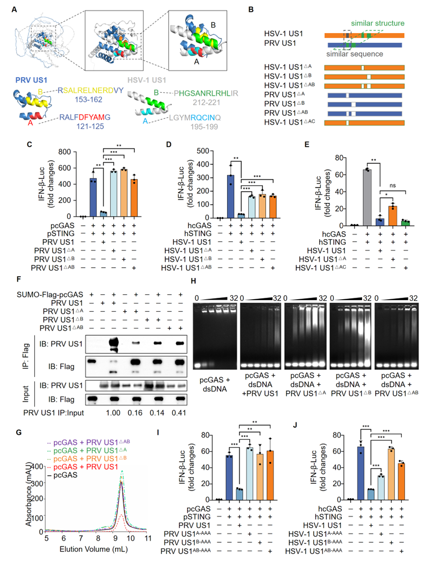 PLoS Pathogens | 中国农大李鑫课题组揭示α疱疹病毒US1同源蛋白通过结构重叠多肽抑制cGAS激活的新机制_腾讯新闻