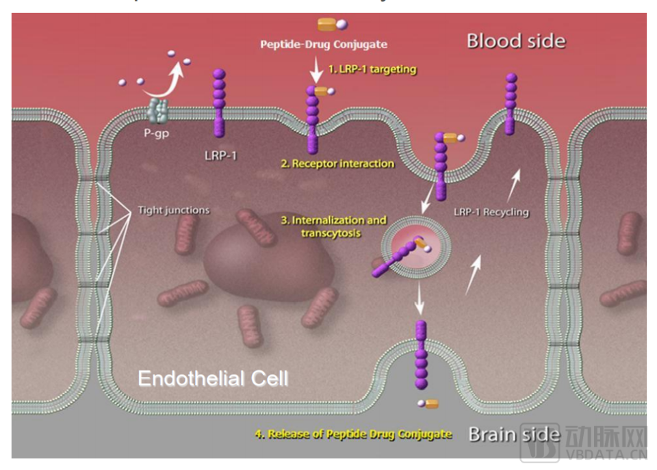 突破血脑屏障！加拿大药企Angiochem有望开发国内首个PDC药物_腾讯新闻