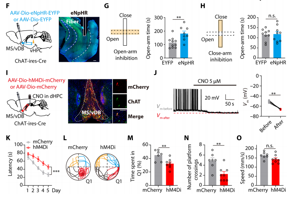 Science Advances：高天明院士揭示隔核-海马不同胆碱能环路调控应激引起的焦虑和认知障碍_腾讯新闻