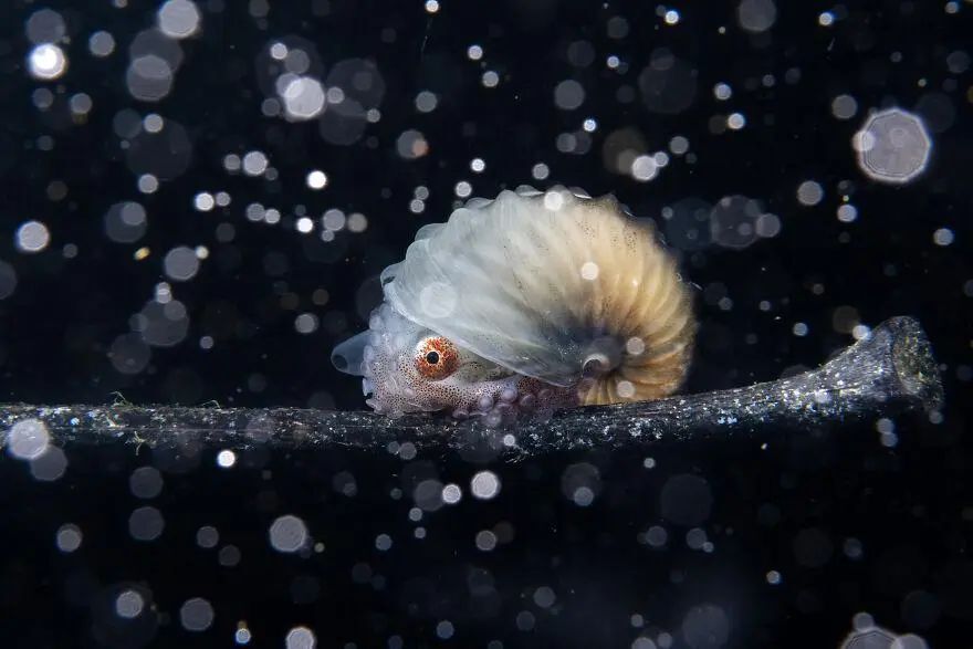 2023年度最佳水下照片，这20幅佳作，带你见识海洋的魅力_腾讯新闻