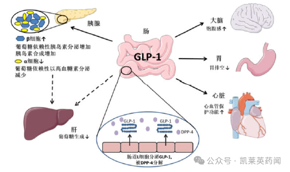 石药集团：首次披露每周一次GLP-1RA“拳头产品”TG103的减重临床结果！_腾讯新闻