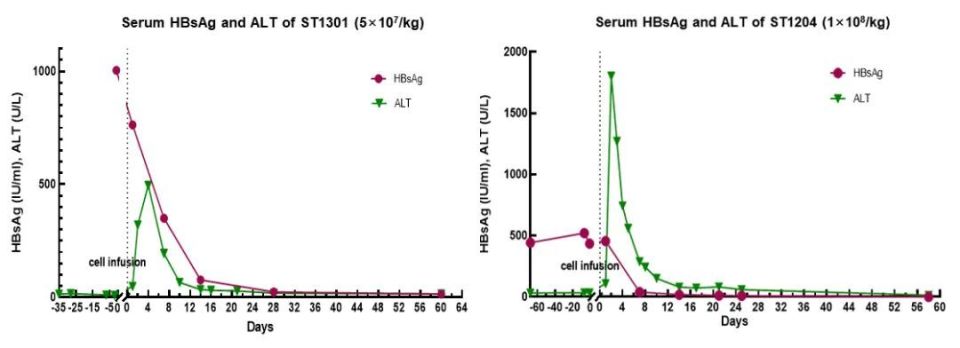 ASCO2023丨SCG101双管齐下，治疗晚期HBV-HCC显示出抗肿瘤和抗病毒活性_腾讯新闻