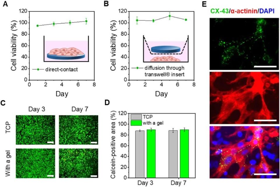 《Bioact. Mater.》可涂抹/缓释/粘附得水凝胶心脏补片用于梗塞心脏修复！_腾讯新闻