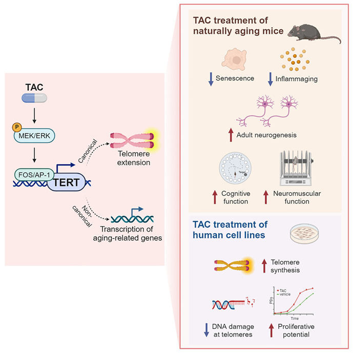 青春重启？Cell | 利用小分子化合物TAC能成功恢复TERT水平，逆转衰老特征_腾讯新闻