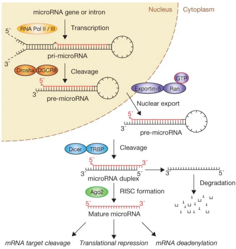 北大陈匡时署名文章：microRNA非典型功能及其在新型RNA药物开发中的潜力_腾讯新闻