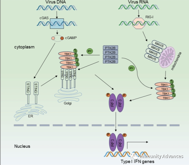 NAT COMMUN | TBK1的酪氨酸激酶PTK2B促进STING和TBK1的寡聚化_腾讯新闻