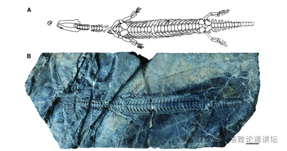 长脖子、细身材、短四肢、爱吃鱼……我们发现了“龙”的原型？ | 王维_腾讯新闻