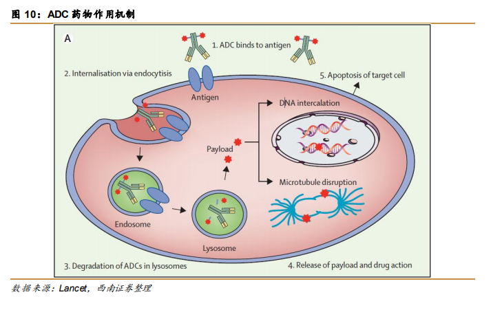 ADC“神药”背后的日本巨头_腾讯新闻