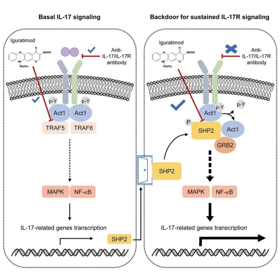 Immunity：徐强团队揭示IL-17受体信号的自激活可维持炎症持续并促进疾病进展_腾讯新闻