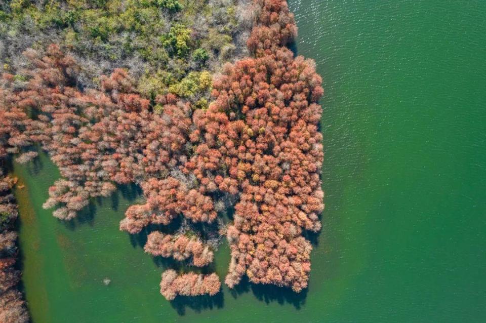 冬日限定美景！深圳落羽杉红了，美成“童话世界”！_腾讯新闻