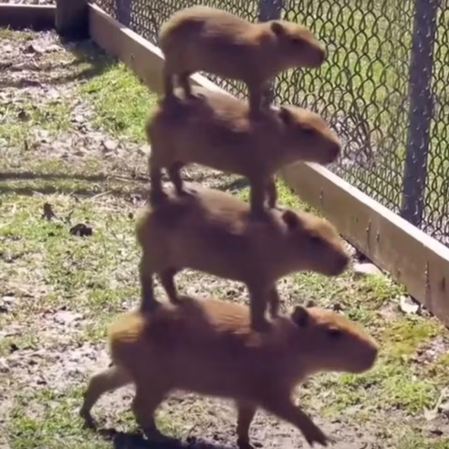 玩了Habby新游《Capybara Go!》之后，我也像卡皮巴拉一样情绪稳定了_腾讯新闻