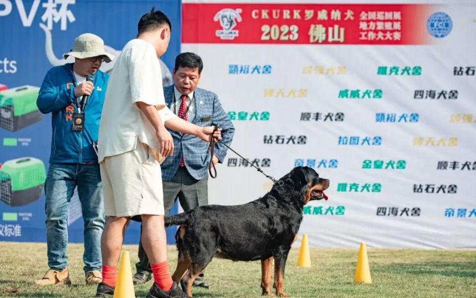 7天精彩不重样！民谣音乐会、国际赛事、宠物派对……元旦锁定三水_腾讯新闻