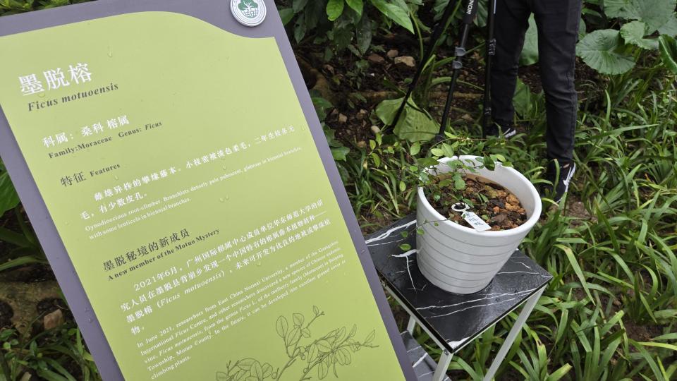 广州国际榕属研究中心正式成立，发布4个榕属新种_腾讯新闻