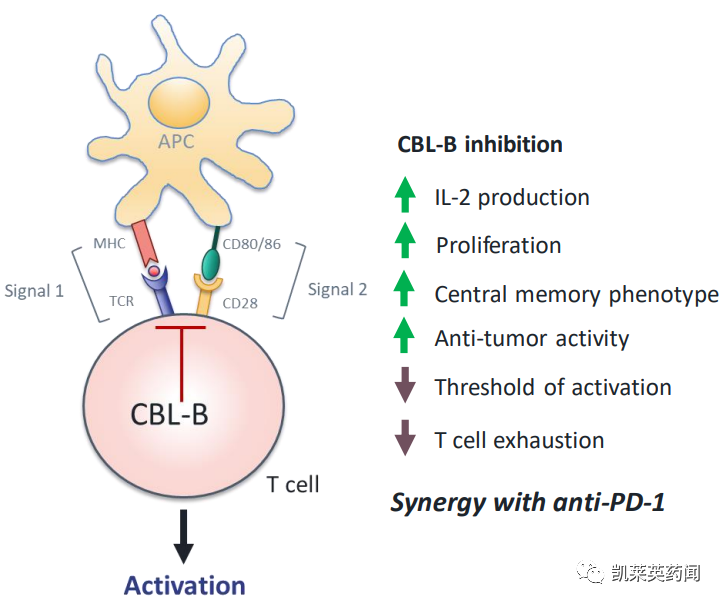 明星蛋白降解公司Nurix：2024年研发筹码有望向NX-5948倾斜，以全力跻身Protac临床2期梯队！_腾讯新闻