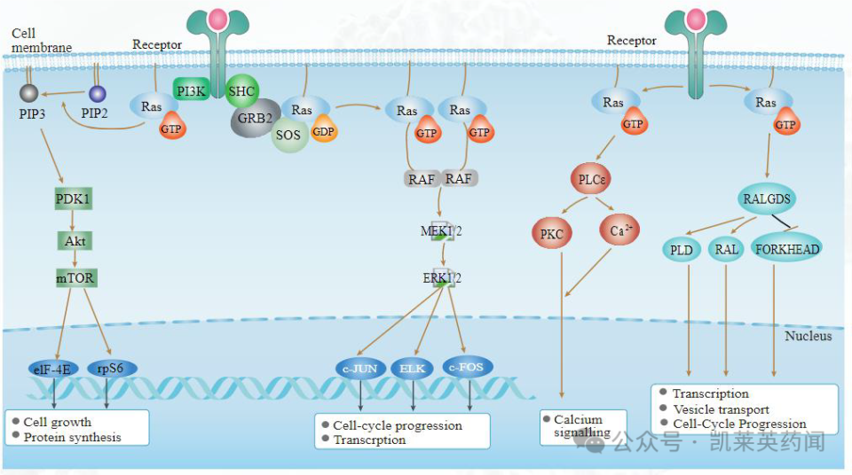 3.45亿美元！嘉越医药将Pan-RAS分子胶授权给美国ERASCA_腾讯新闻