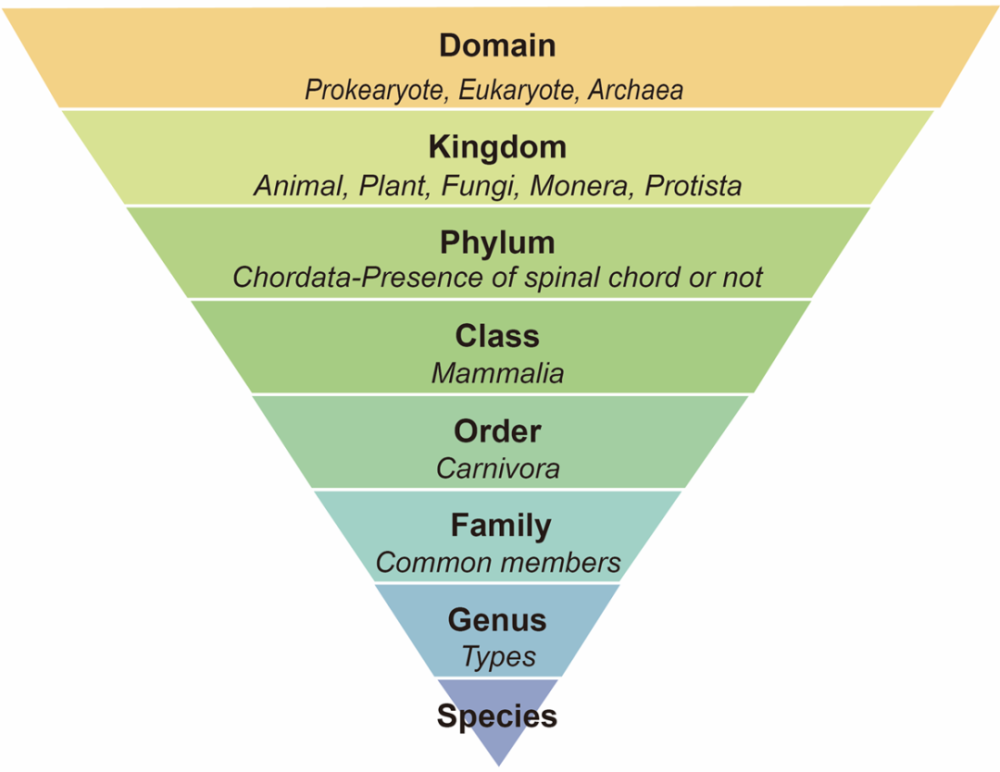细菌基因组基本概念(一)_腾讯新闻