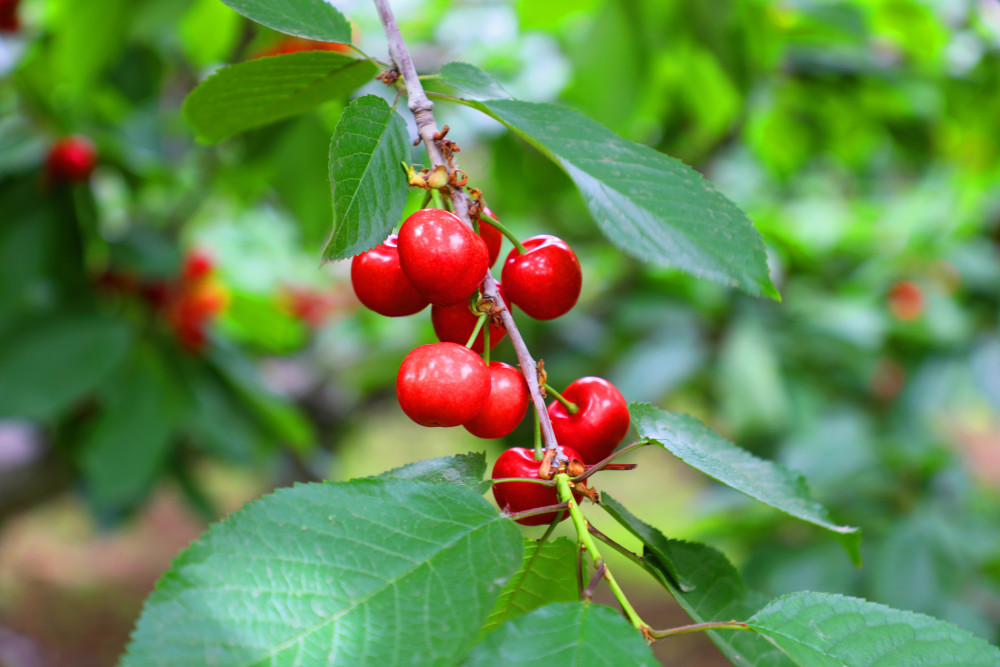 通州西集万亩樱桃进入采摘期 果园直达市民餐桌_腾讯新闻