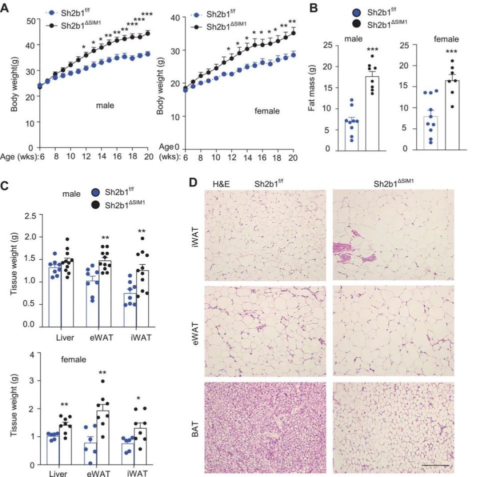 大脑里的这个基因调控着你的食欲？！Adv Sci丨SH2B1基因在食欲控制与能量平衡调节中起到关键作用_腾讯新闻