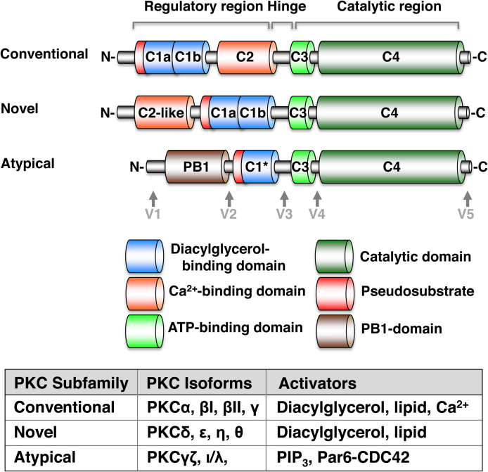 AbMole详解：PMA（佛波酯）在激活T细胞、诱导细胞分化、构建炎症模型上的应用_腾讯新闻