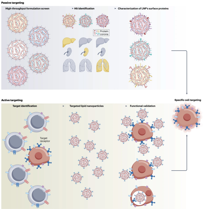 Nature系列综述：mRNA-LNP在癌症治疗中的靶向策略与未来方向_腾讯新闻