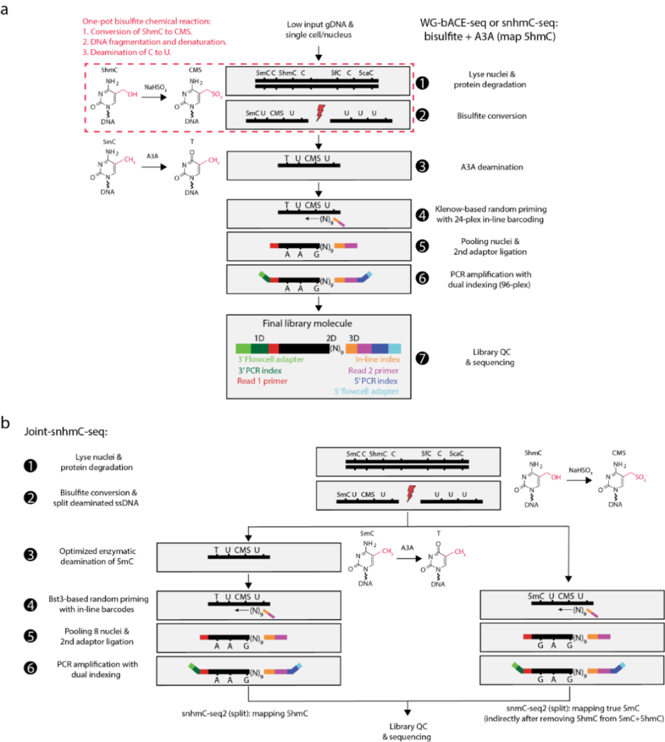 Nat Biotechnol 恭喜胡鹏、邱琪丨吴昊团队开发同时检测DNA 5hmC/5mC修饰的单细胞测序技术_腾讯新闻