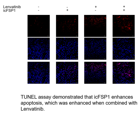 APASL 2025丨南月敏教授团队在肝病多领域斩获15项重要研究成果_腾讯新闻